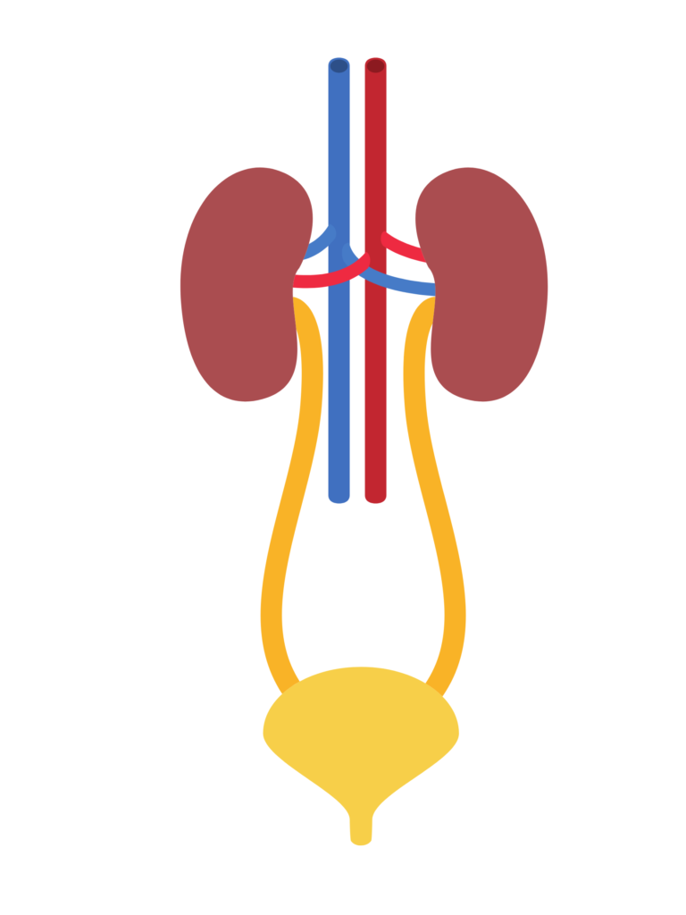 BE Informed About Bladder Exstrophy! - CompactCath